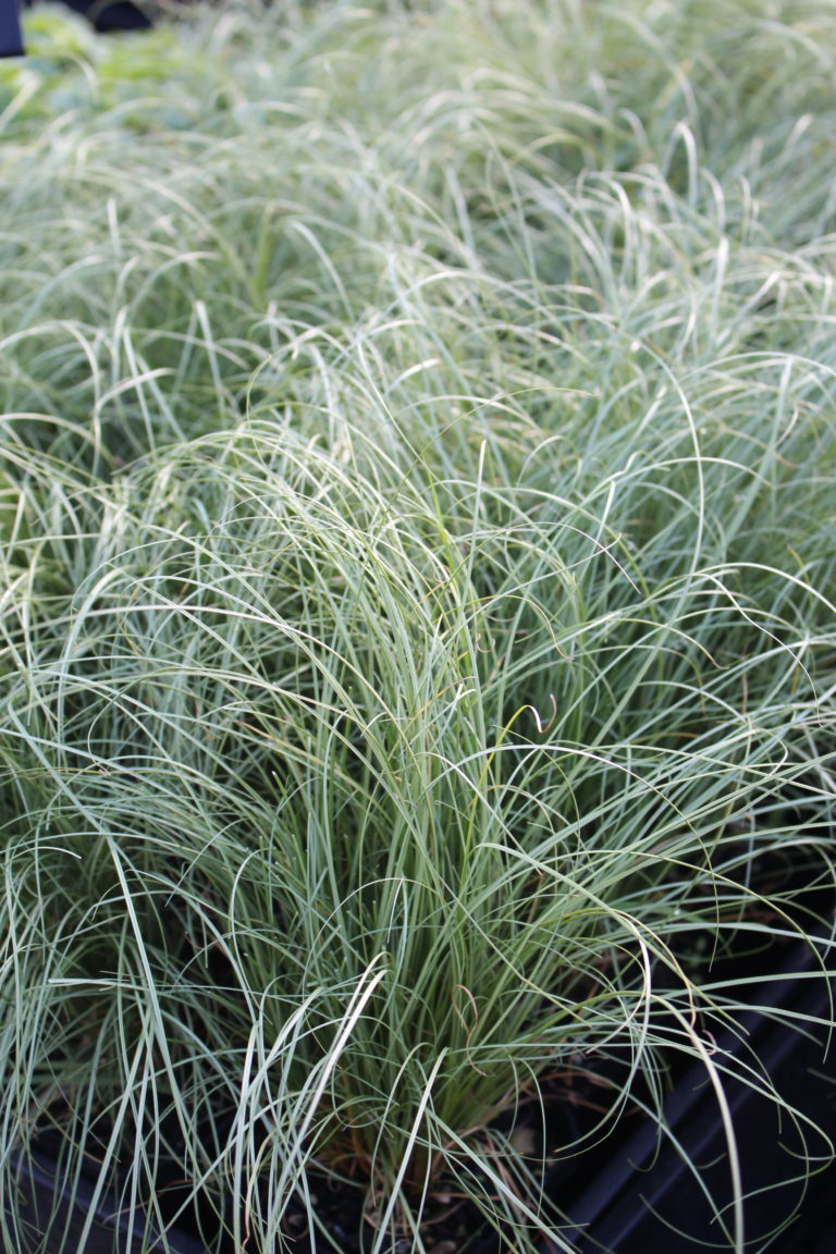 Carex comans – River Road Nursery