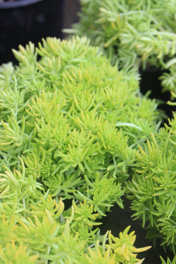 Sedum ‘Gold Mound’ – River Road Nursery