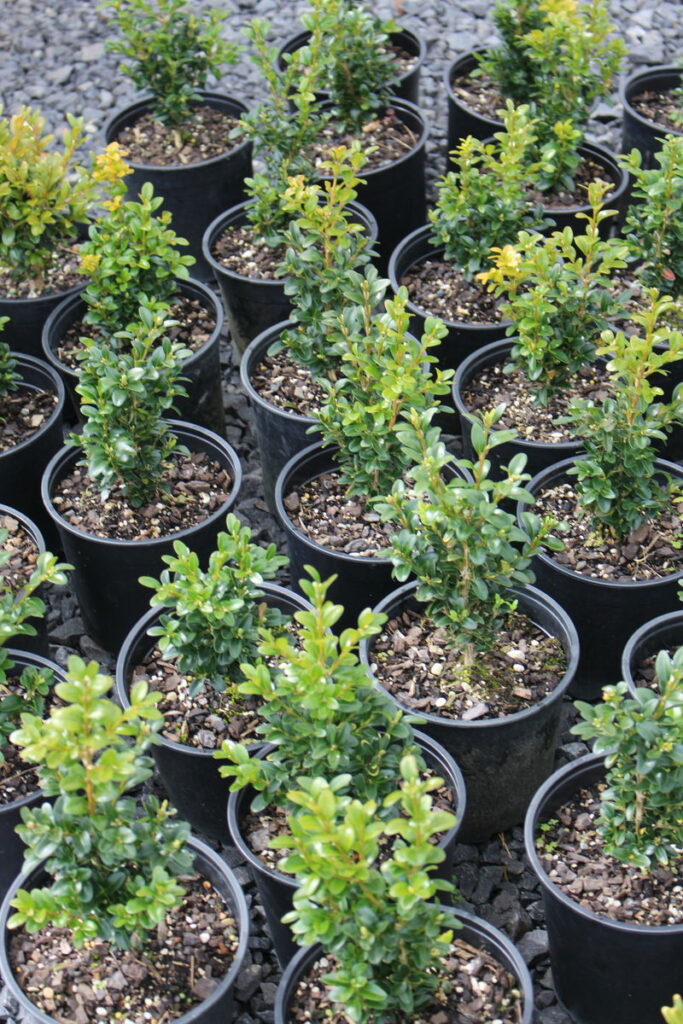 Buxus sempervirens | River Road Nursery