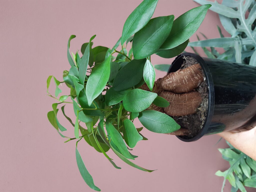Ficus ‘Funky’ | River Road Nursery