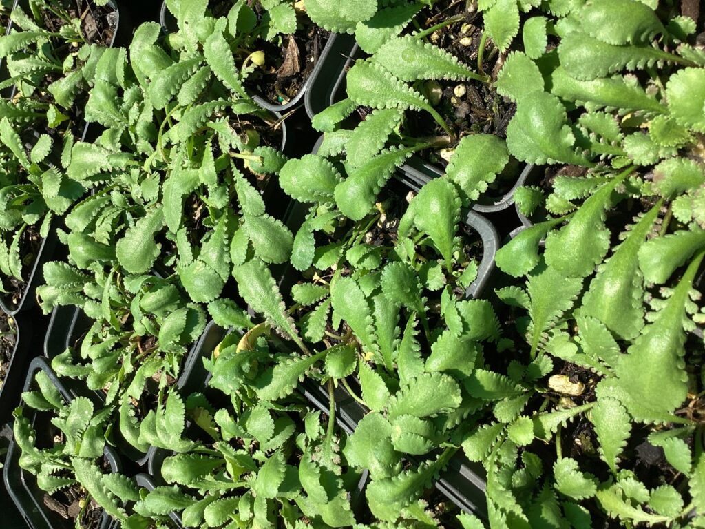 Leptinella rotundata | River Road Nursery