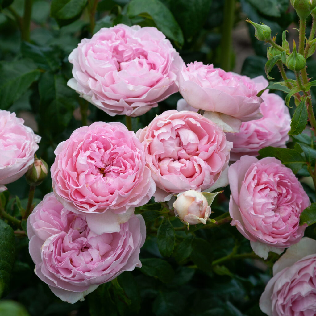 The Sarjeant Rose | River Road Nursery
