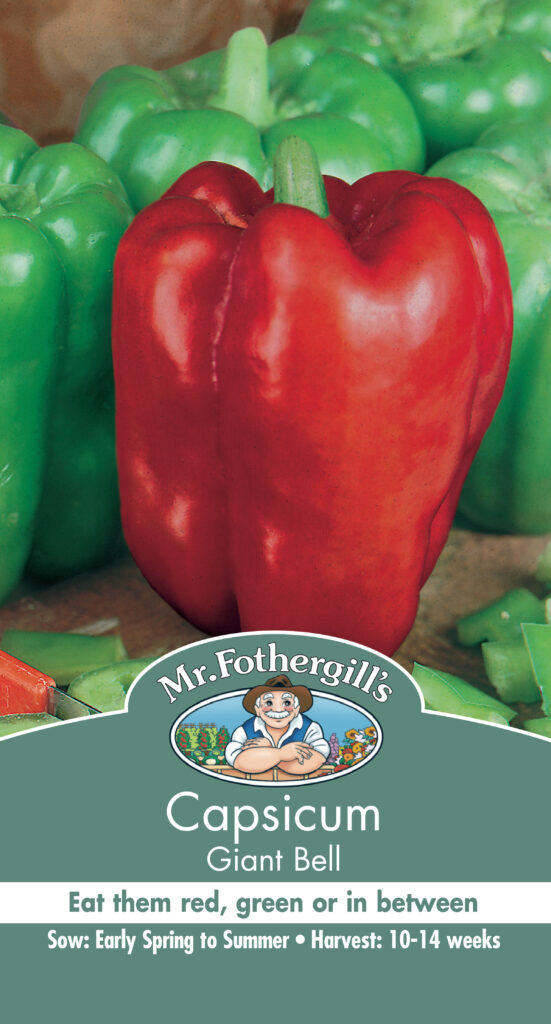 Capsicum Giant Bell | River Road Nursery