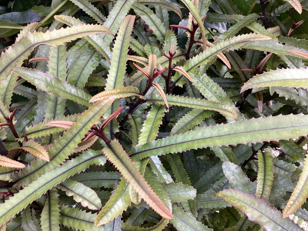Knightia excelsa 1.5L | River Road Nursery