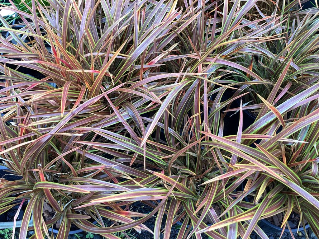 Phormium ‘Stripy Mist’ | River Road Nursery