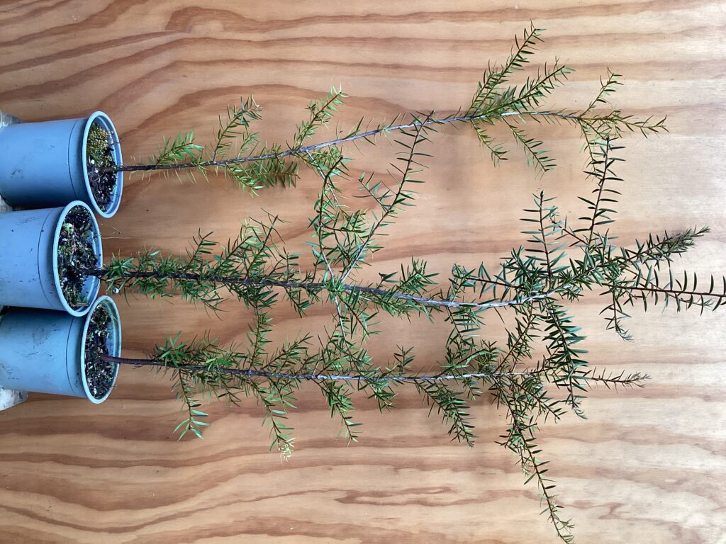 Podocarpus totara | River Road Nursery