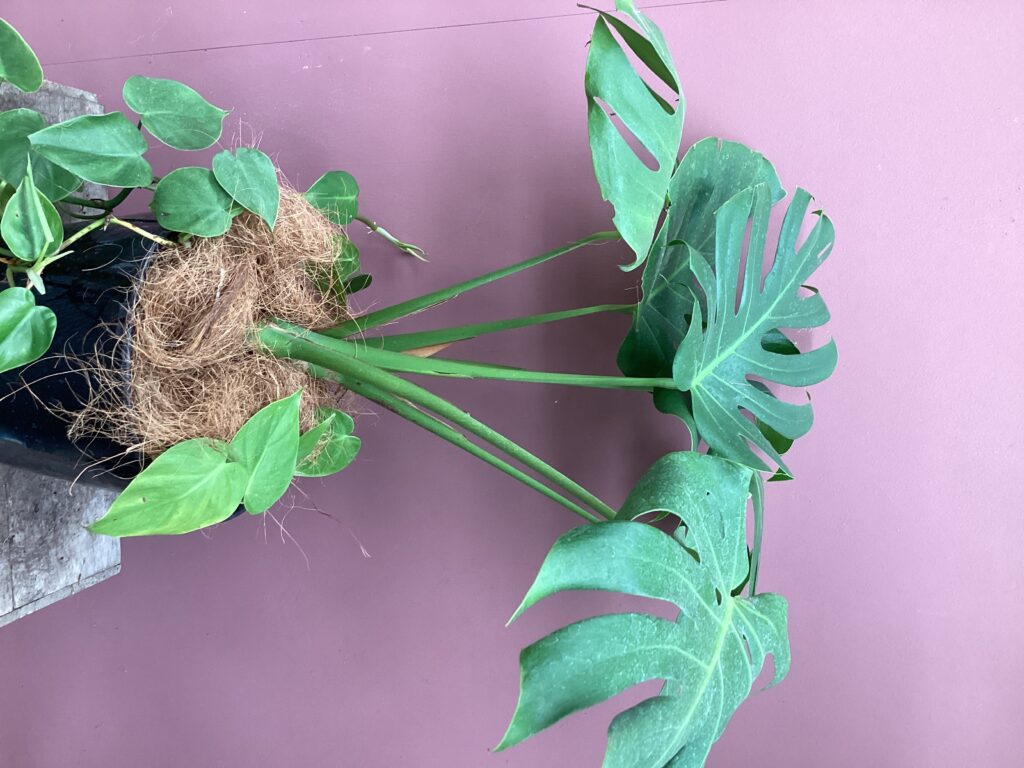 Indoor Feature Plants | River Road Nursery
